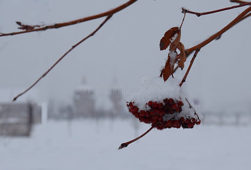 Snow-covered Bunch of Mountain Ash on a Branch Stock Image - Image of ...