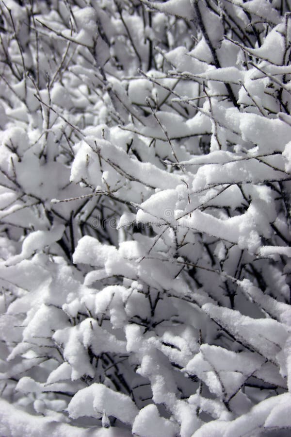 Snow Covered Bush Picture. Image: 522257