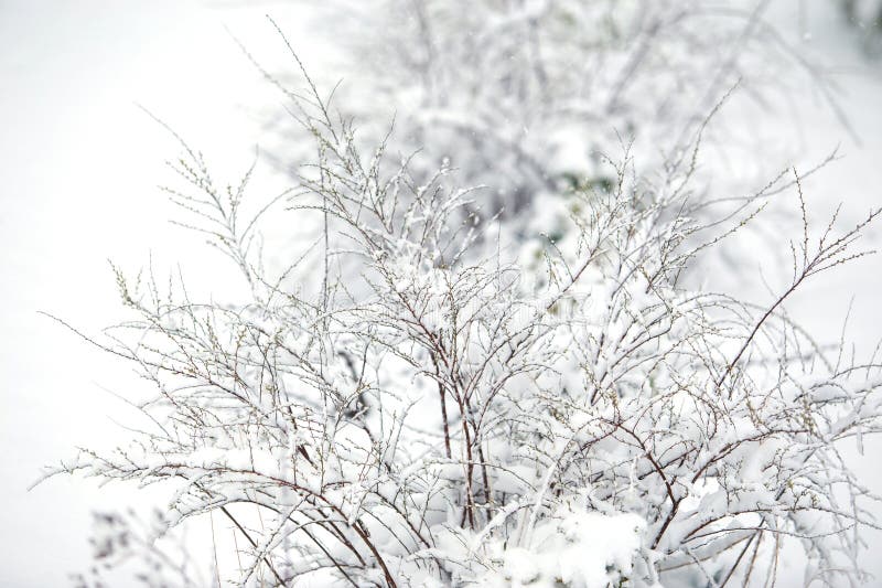 Snow covered bush branches stock image. Image of snowy - 275331049