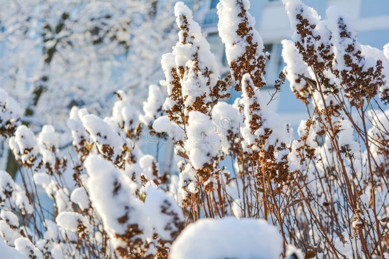 Snow Covered Bush Branches. Fluffy Snow on Tree Branches Stock Image ...