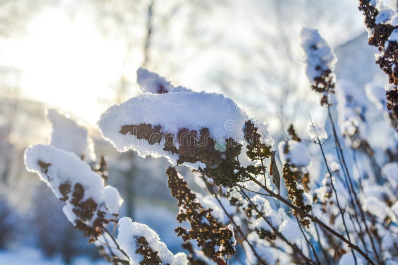 Snow Covered Bush Branches. Fluffy Snow on Tree Branches Stock Photo ...