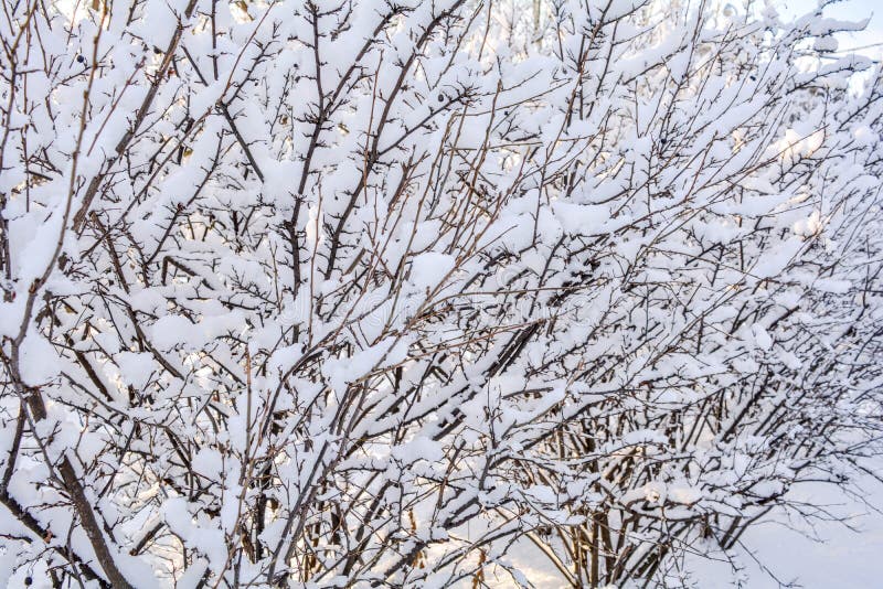 Snow Covered Bush Branches. Fluffy Snow on Tree Branches Stock Photo ...