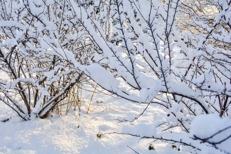 Snow Covered Bush Branches. Fluffy Snow on Tree Branches Stock Image ...