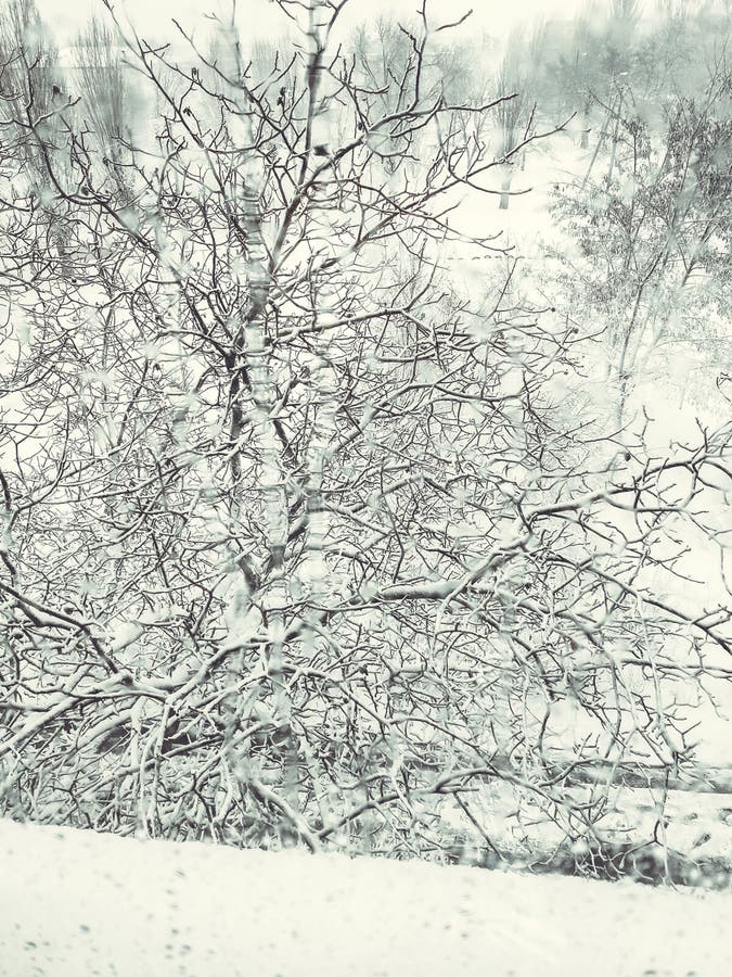 Snow Covered Bush Branches. Fluffy Snow on Tree Branches Stock Image ...