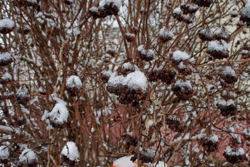 Snow-covered Bush Branches in the Park, Close-up Stock Image - Image of ...