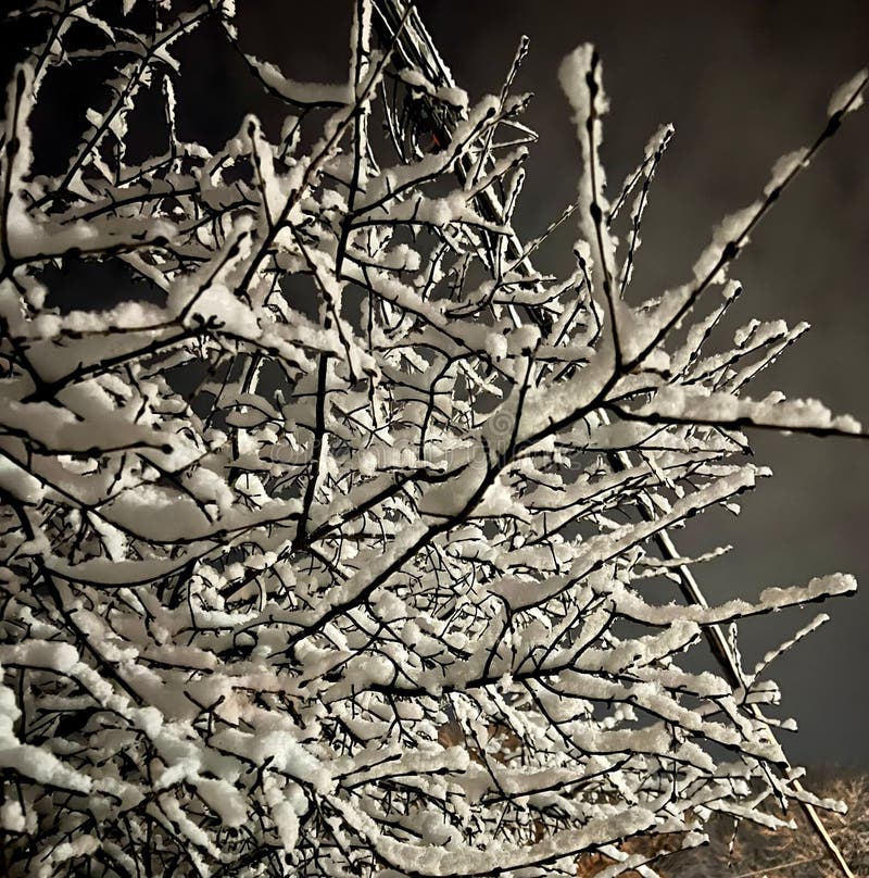 Snow-covered Bush Featuring Intricate Branches in the Foreground Stock ...