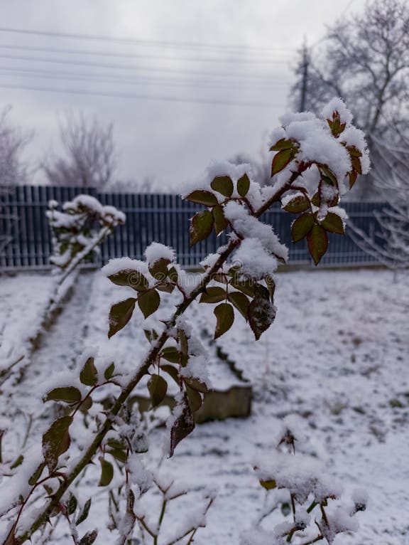 A Snow Covered Bush in the Middle of a Snow Covered Yard Stock Image ...
