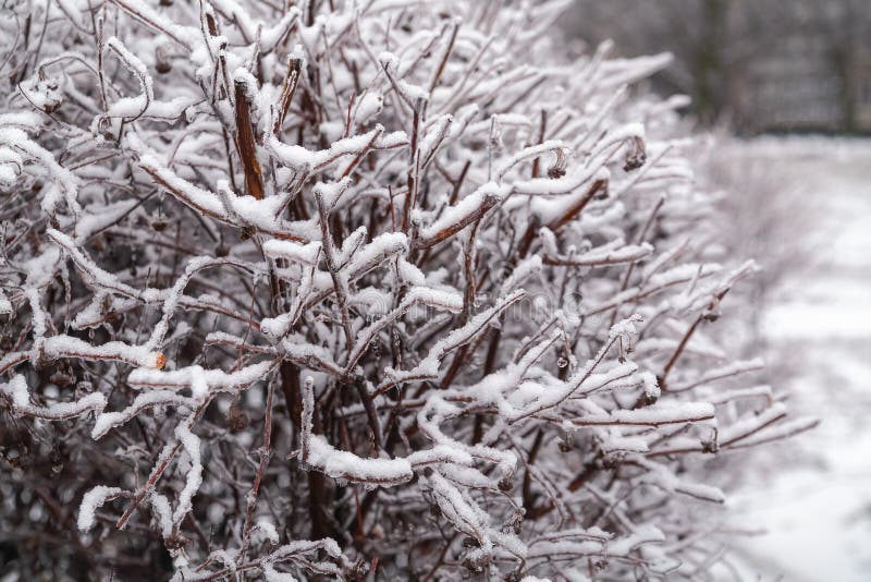 Snow Covered Bush. Snow Bush in the Park Stock Photo - Image of closeup ...