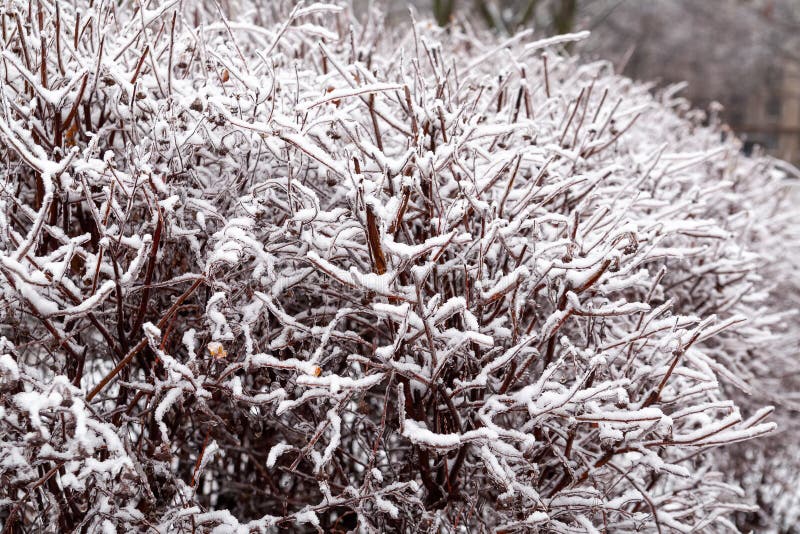 Snow Covered Bush. Snow Bush in the Park Stock Photo - Image of ...