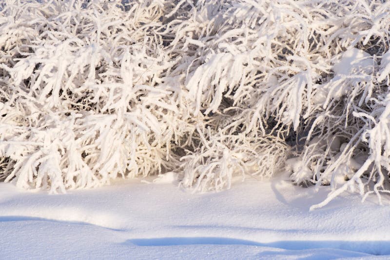 Snow Covered Bushes in Winter Stock Image - Image of snowfall, snowy ...