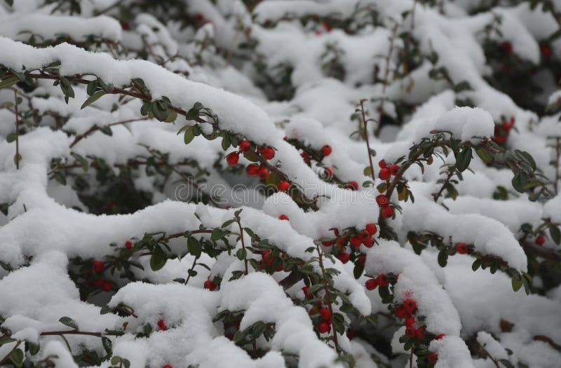 Snow-covered Bushes Can Be Recognized only with Difficulty. However ...