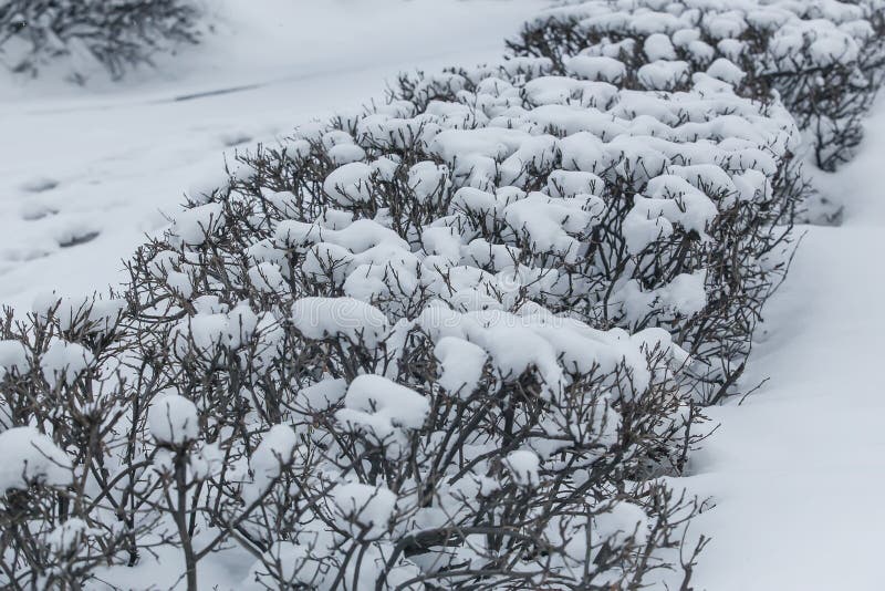 Snow-covered Bushes in the City Covered with Snow Stock Image - Image ...