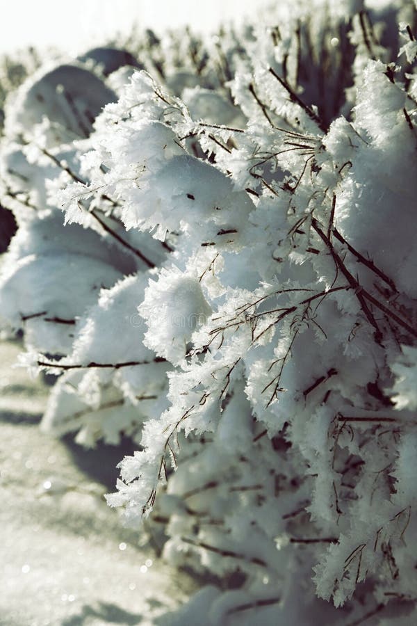 Snow Covered Bushes Close Up Background Stock Image - Image of ...