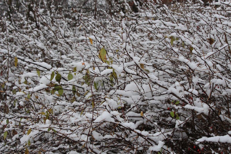 Snow-covered Bushes in the Park Stock Image - Image of park, light ...