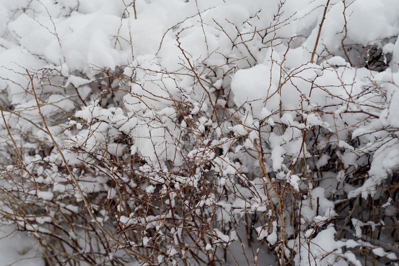 Snow-covered Bushes.Texture. Heavy Snow this Winter. Stock Photo ...
