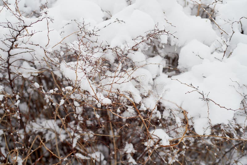 Snow-covered Bushes.Texture. Heavy Snow this Winter. Stock Photo ...