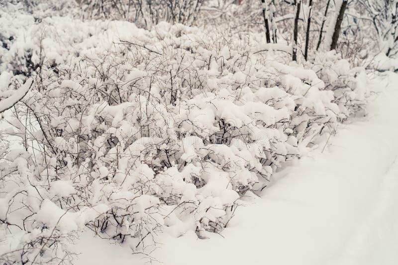 Snow-covered Bushes.Texture. Heavy Snow this Winter. Stock Image ...