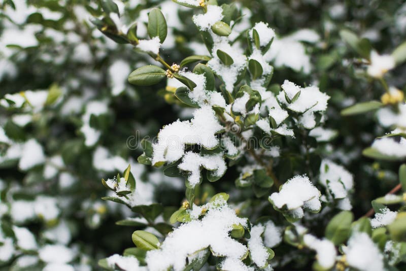 Snow-covered Bushes in Winter Stock Photo - Image of frost, shrub ...