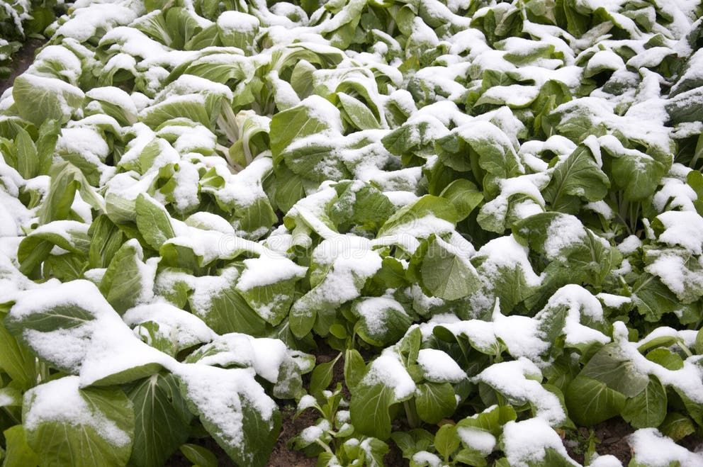 Snow-covered cabbage stock photo. Image of covered, plot - 17924326