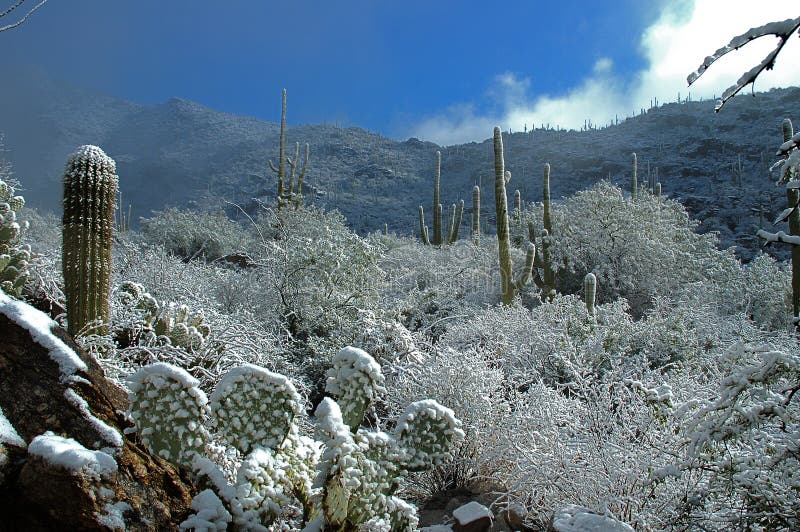Snow-covered cactus stock image. Image of snow, white - 10374089