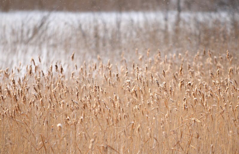 Snow-covered cane stock image. Image of winter, bushes - 12492471