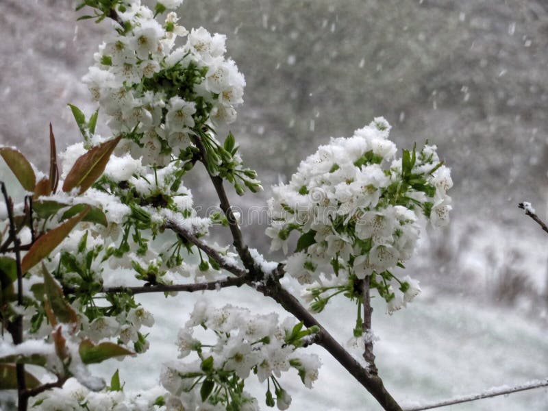 Snow Covered Cherry Blossom in Spring on Balcony Stock Photo - Image of ...