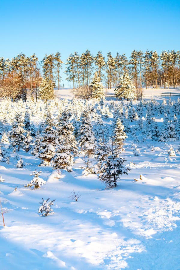Snow Covered Christmas Tree Farm in December Vertical Stock Photo ...