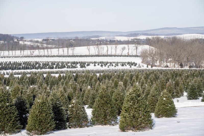 Snow Covered Christmas Trees at Local Tree Farm Stock Photo - Image of ...