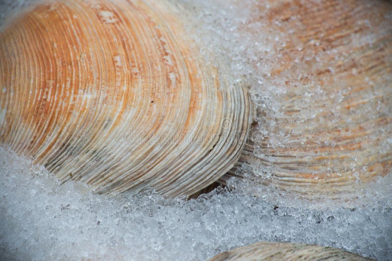 Snow covered Clams stock photo. Image of cold, covered - 206962752