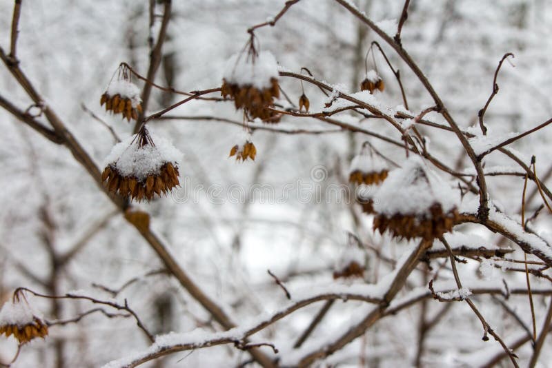 Snow-covered Clusters of Seeds in the Winter Forest in Kyiv. Ukraine ...