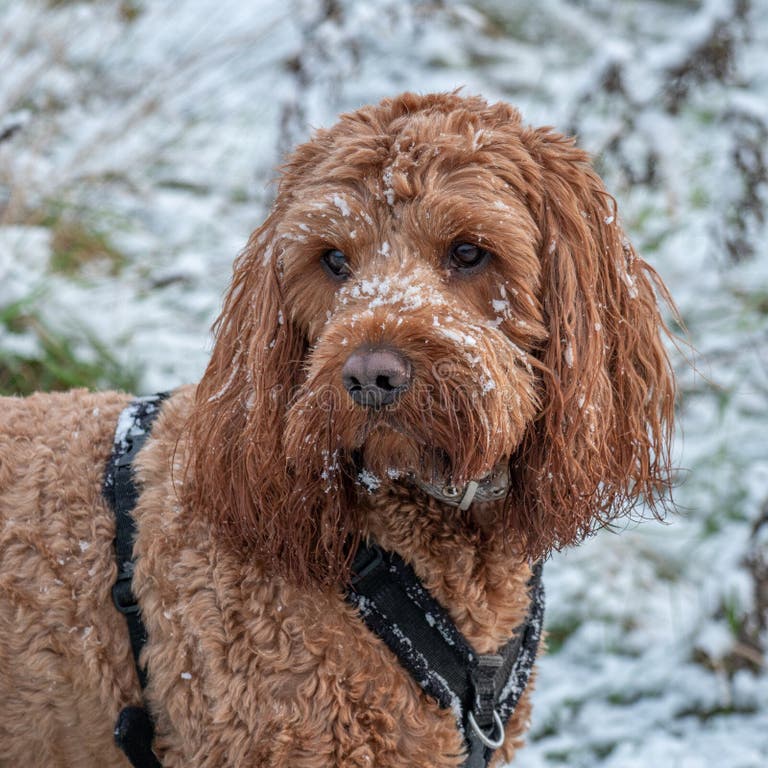 Snow Covered Face on a Cockapoo Stock Photo - Image of countryside ...