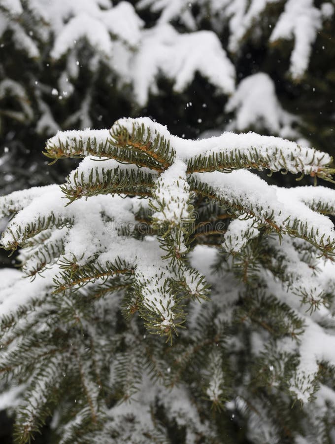Snow Covered Conifer Branch with Falling Snow Stock Photo - Image of ...