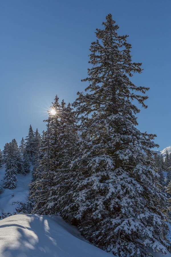 Snow Covered Conifer Tree in Alpine Winter Landscape with Sun Stock ...