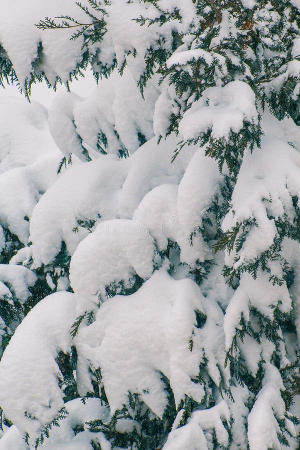 Snow Covered Conifer Tree on a Cold Winter Day. Christmas Tree Stock ...