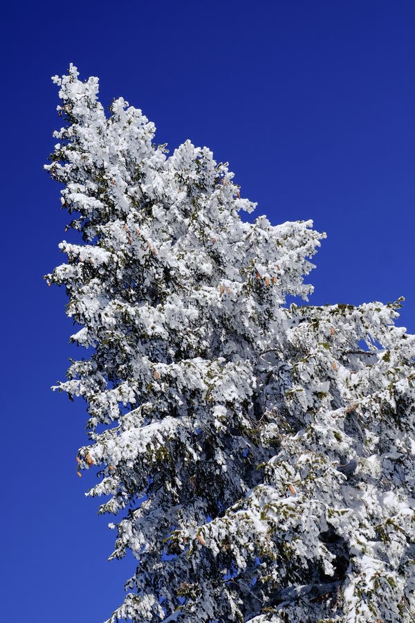 A Snow Covered Conifer Tree Stock Photo - Image of coniferous, conifer ...