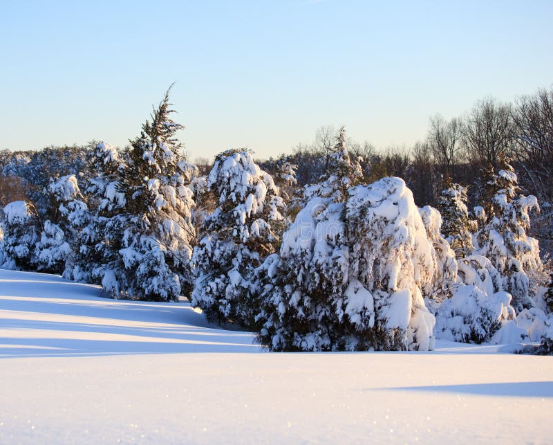 Snow covered conifer trees stock image. Image of snowy - 12901691