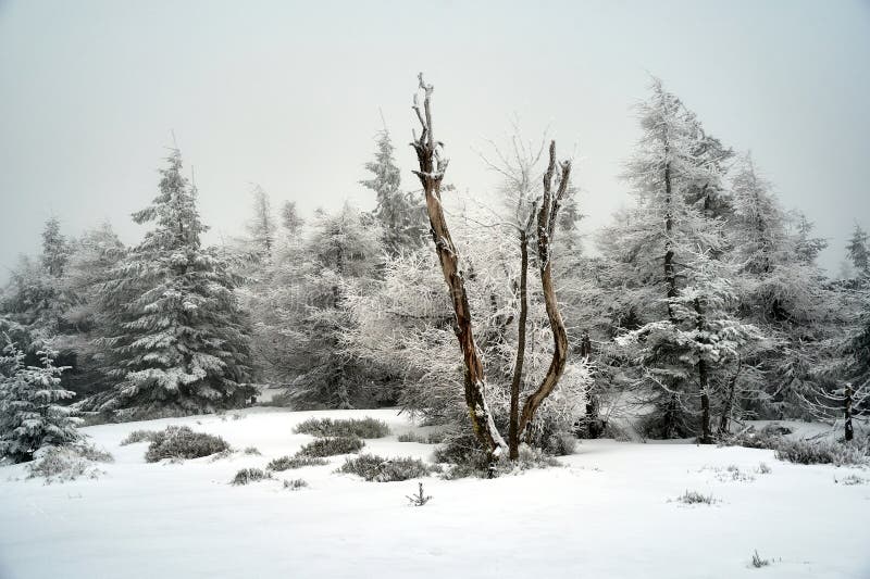Snow-covered Coniferous Forest in Winter in the Giant Mountains Stock ...