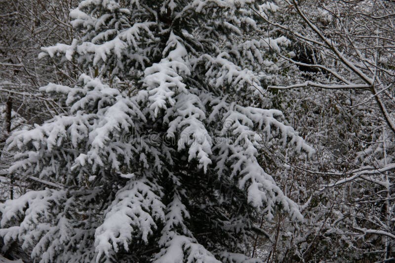Snow-covered conifers stock image. Image of xmas, snowy - 215601471