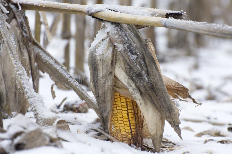 Snow in a corn field stock photo. Image of corn, field - 51978184