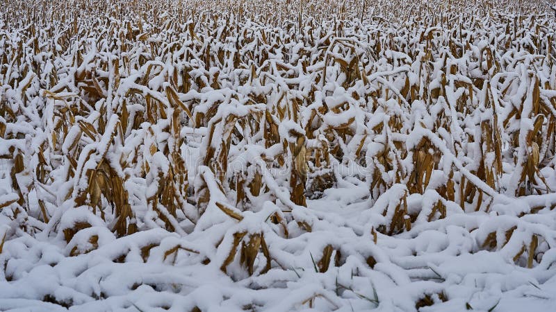 Snow Covered Corn Field stock photo. Image of wallpaper - 201202042