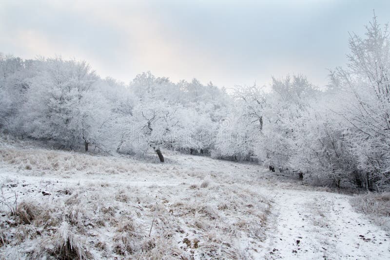 Snow Covered Countryside with Forest Stock Photo - Image of cold ...