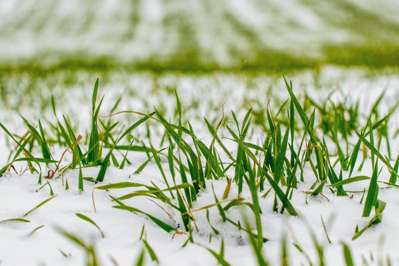 Snow-covered Crops of Winter Wheat, Grass Under the Snow Stock Image ...