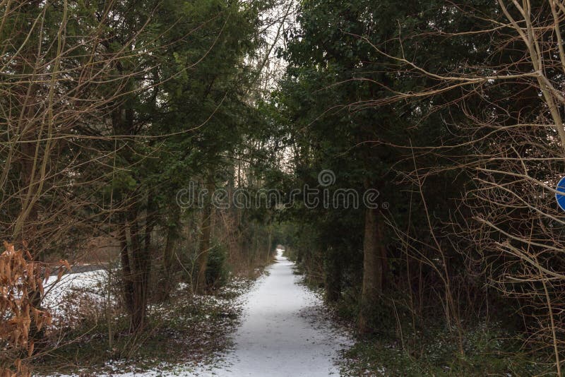 Snow Covered Dark Path in the Woods Stock Photo - Image of road ...