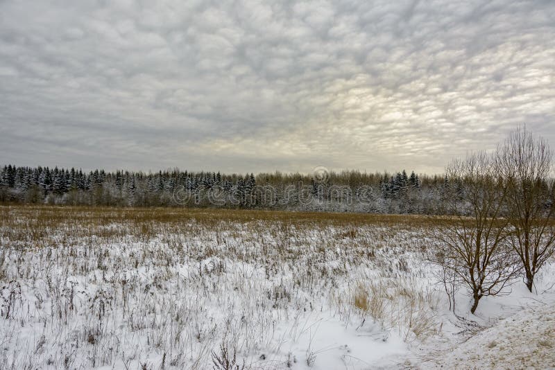 Snow-covered December Forest in the Leningrad Region Stock Photo ...