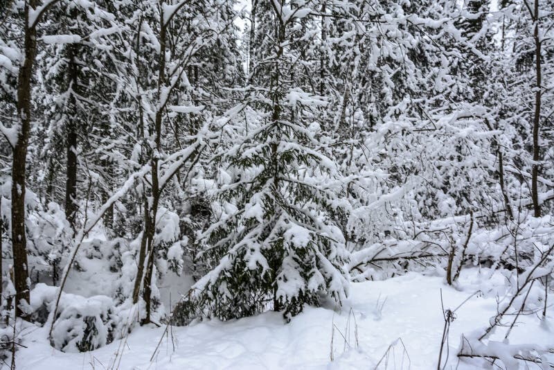 Snow-covered December Forest in the Leningrad Region Stock Photo ...