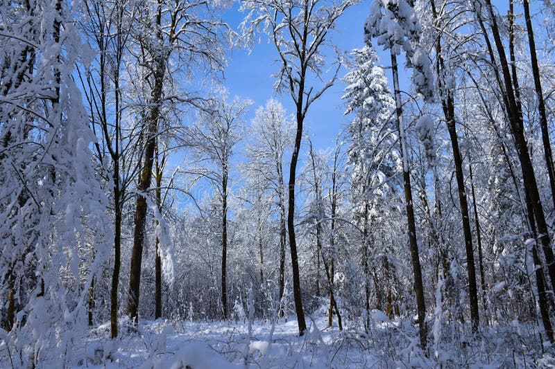 Snow Covered Deciduous, Temperate Winter Stock Photo - Image of winter ...