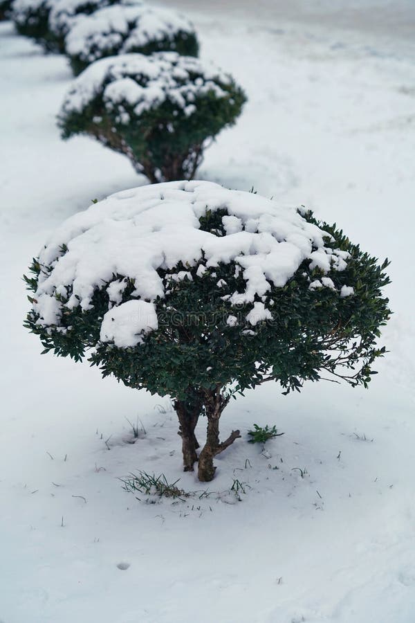 Snow-covered Decorative Green Bushes Outdoors, Winter Close-up Stock ...