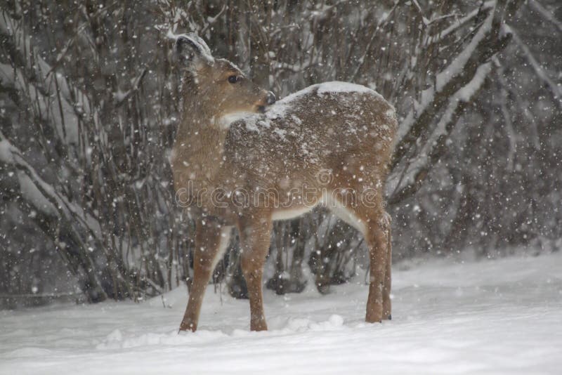 A Snow Covered Doe Whitetail in a Blizzard Stock Photo - Image of deer ...