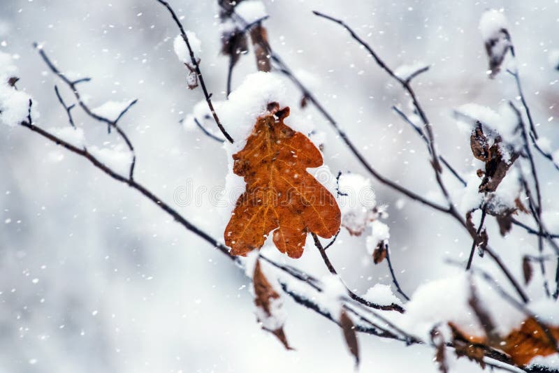 Snow-covered Dry Oak Leaf on a Branch during a Snowfall Stock Image ...