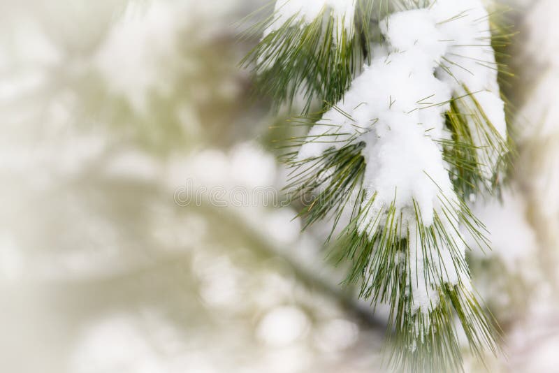 Snow Covered Evergreen Tree Branch Stock Photo - Image of bokeh ...